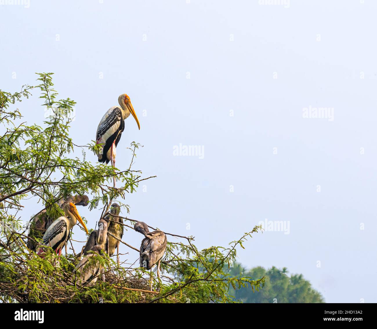 Painted stork family and its juvenile resting in nest Stock Photo - Alamy