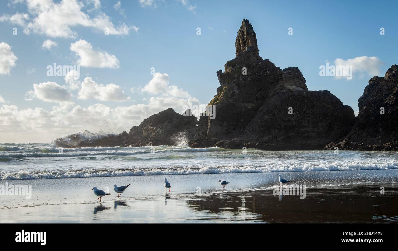 Auckland bird hi-res stock photography and images - Alamy