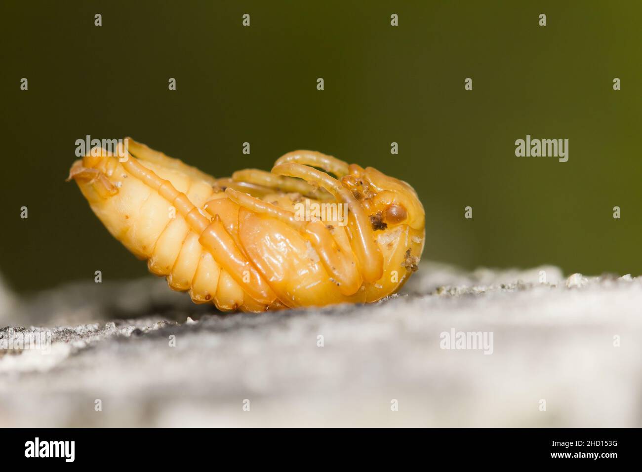 Copper chafer pupae (Protaetia cuprea Stock Photo - Alamy