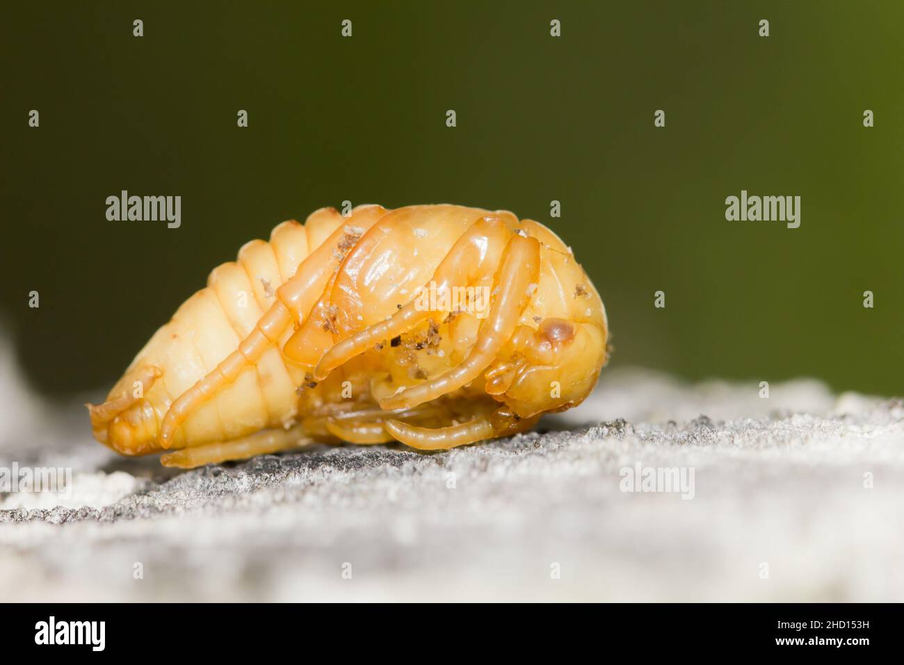 Copper chafer beetle hi-res stock photography and images - Alamy