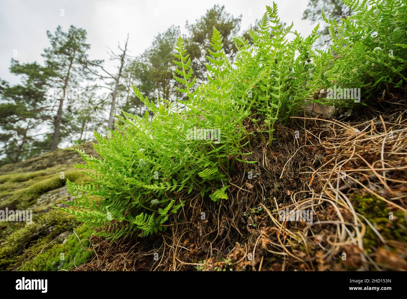 Rusty cliff fern (Woodsia ilvensis) growing wild in Finland Stock Photo ...