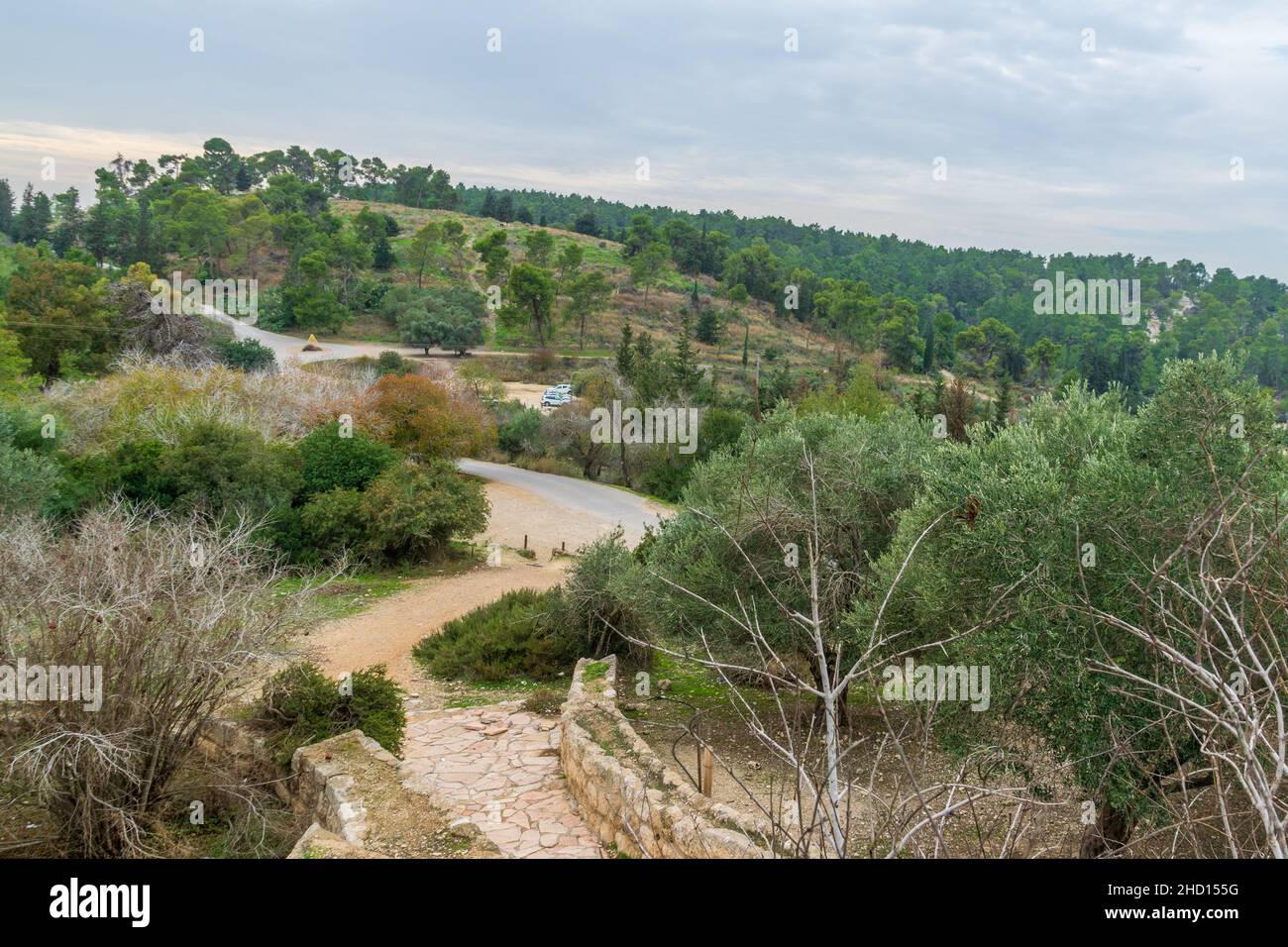 Landscape of the Tzora forest, the foothills of the Judaean Mountains ...