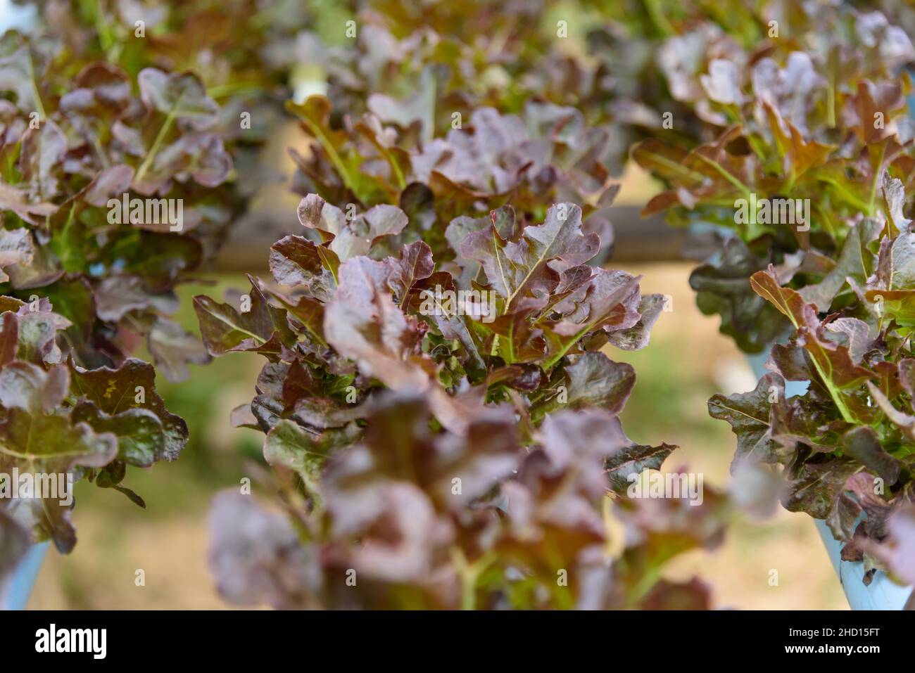 closeup to fresh Red Oak Lettuce in hydroponics system pipe Stock Photo ...