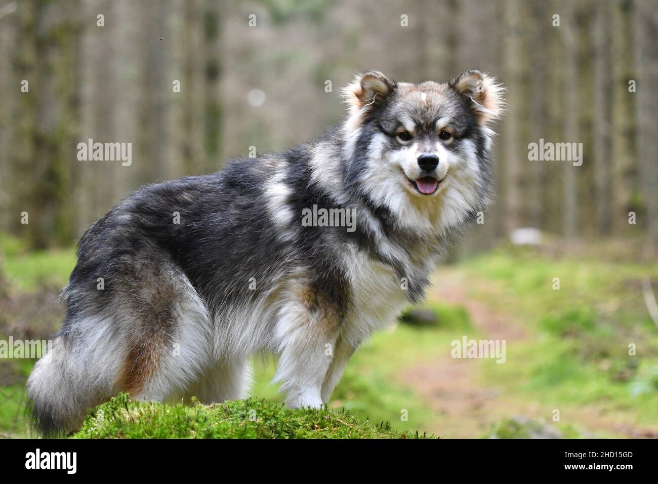 Portrait of a young Finnish Lapphund dog standing outdoors in the ...