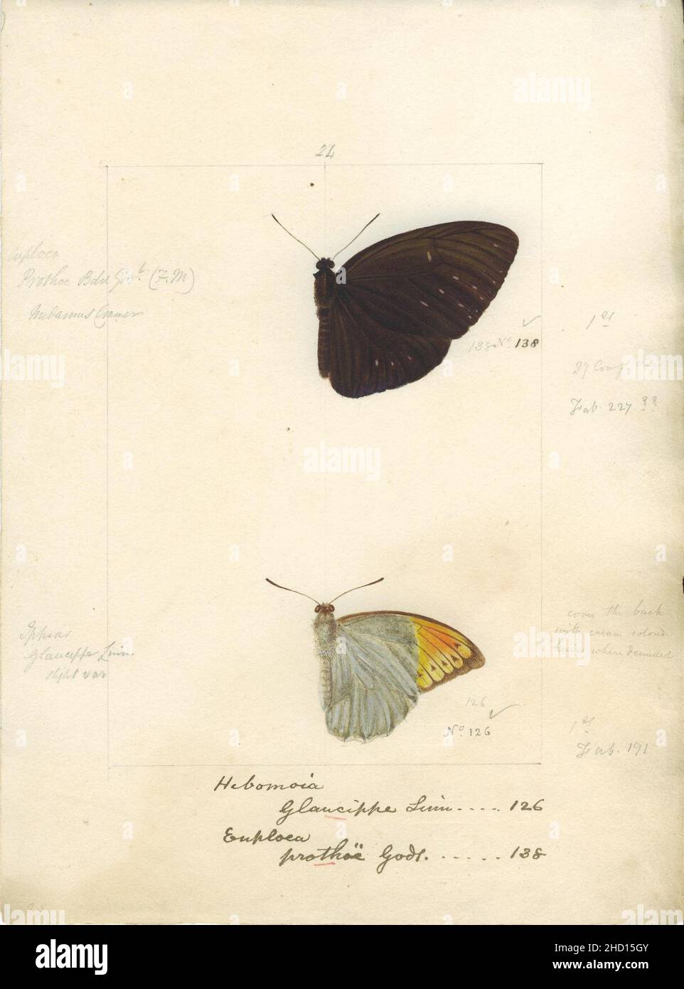 Robert Templeton Rhopalocera Ceylon Plate 7 Stock Photo - Alamy