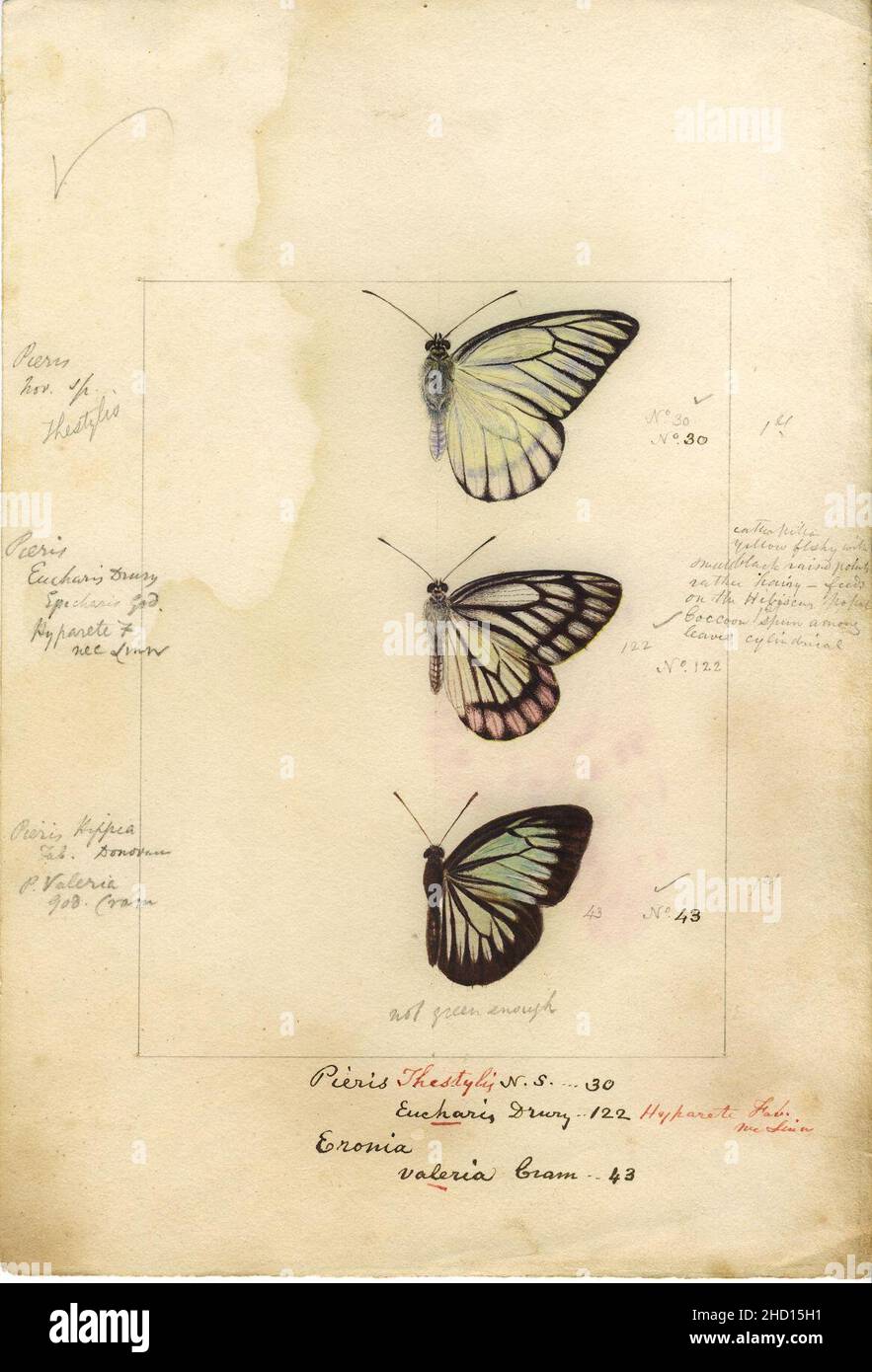 Robert Templeton Rhopalocera Ceylon Plate 5 Stock Photo - Alamy