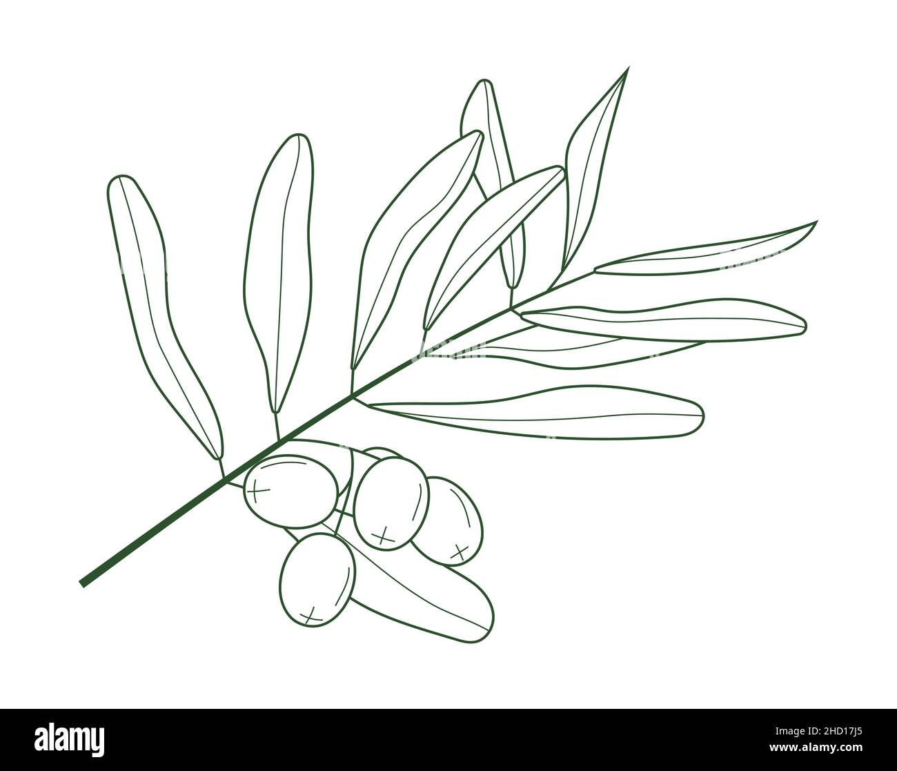 Olive branch vector in doodle, sketch style. Ink, pencil hand drawn ...
