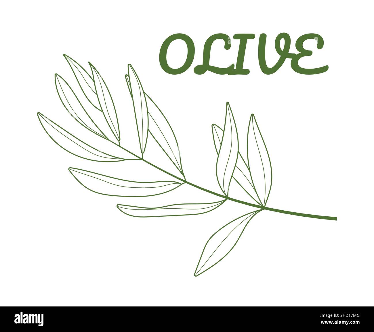 Olive branch vector in doodle, sketch style. Ink, pencil hand drawn ...