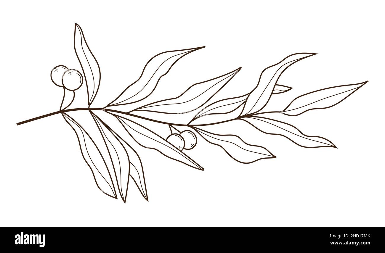 Olive branch vector in doodle, sketch style. Ink, pencil hand drawn ...
