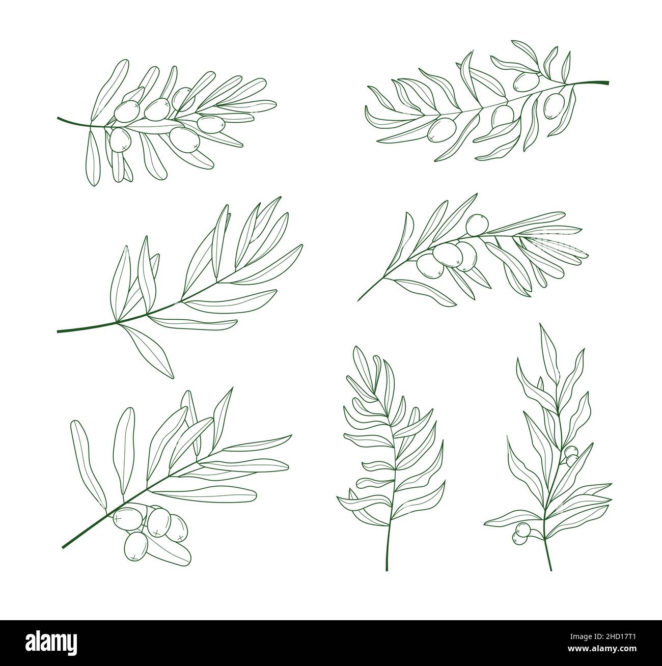 Olive branch vector set in doodle, sketch style. Ink, pencil hand drawn olive tree, leaves for ...