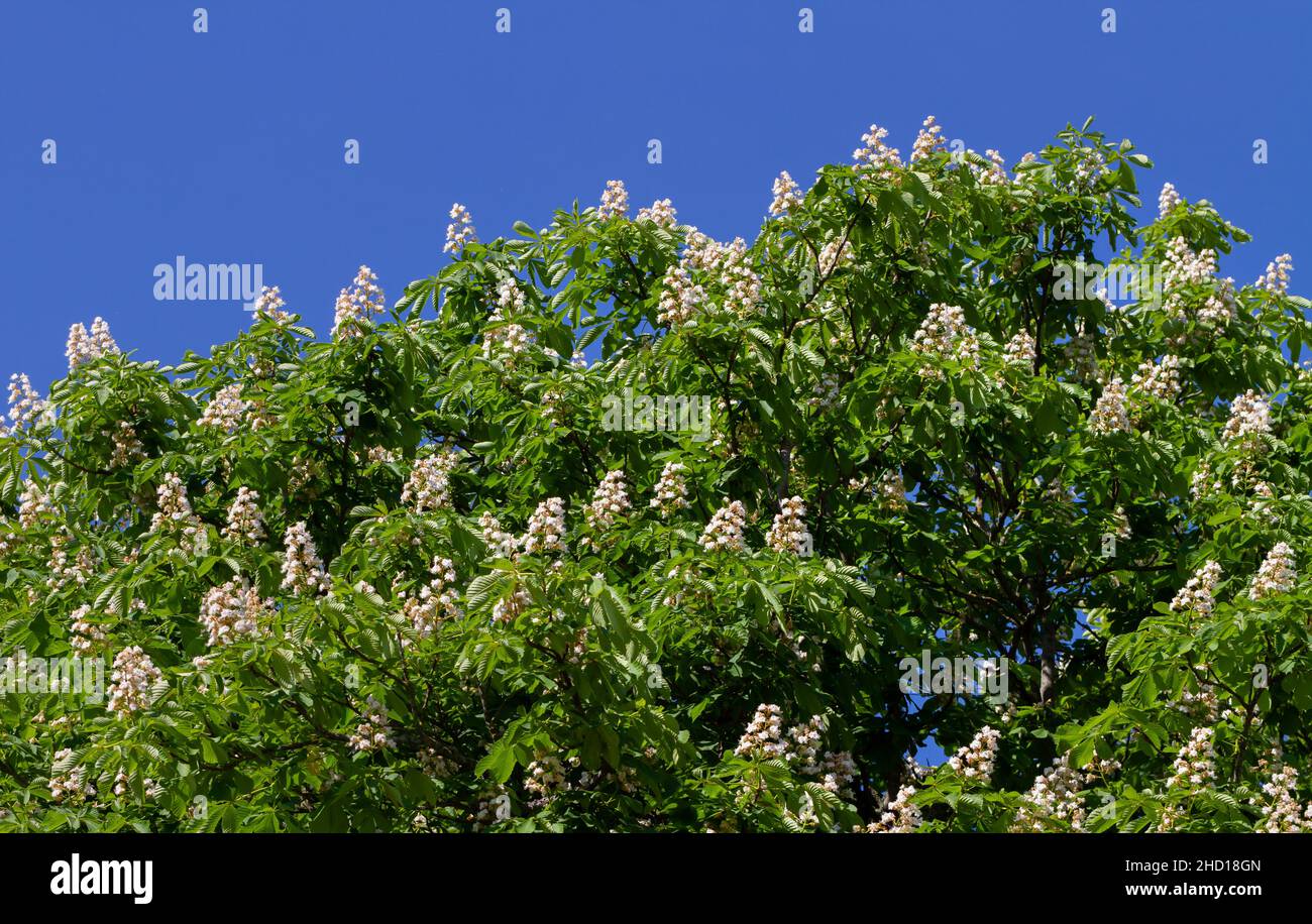 Big chestnut hi-res stock photography and images - Alamy