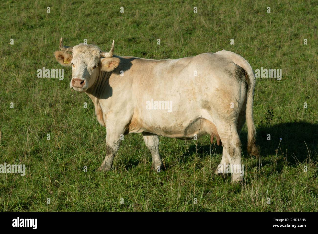 Belgian white blue cow hi-res stock photography and images - Alamy