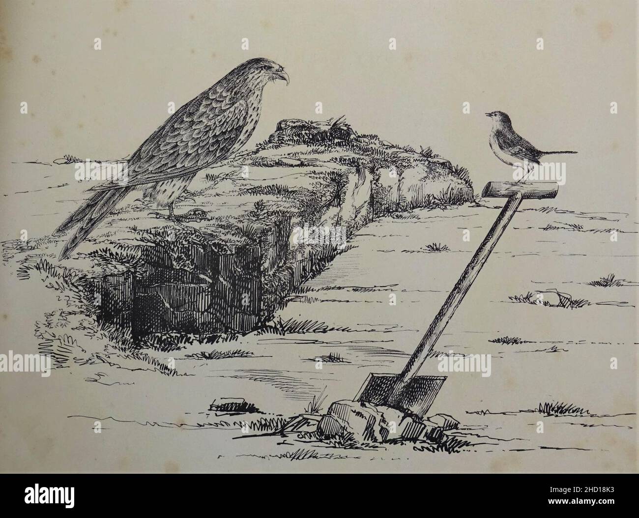 Robin and Grey Greedy Gled. 1860. Robin's Yule Tale. Griffith and ...