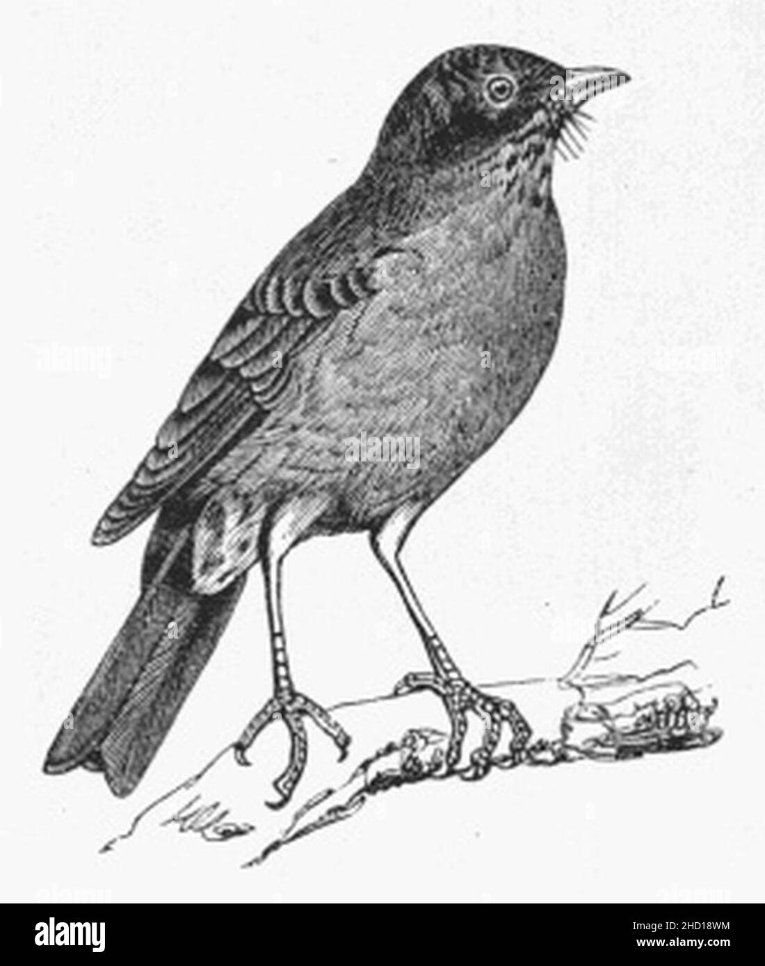 Robin drawing Black and White Stock Photos & Images - Alamy