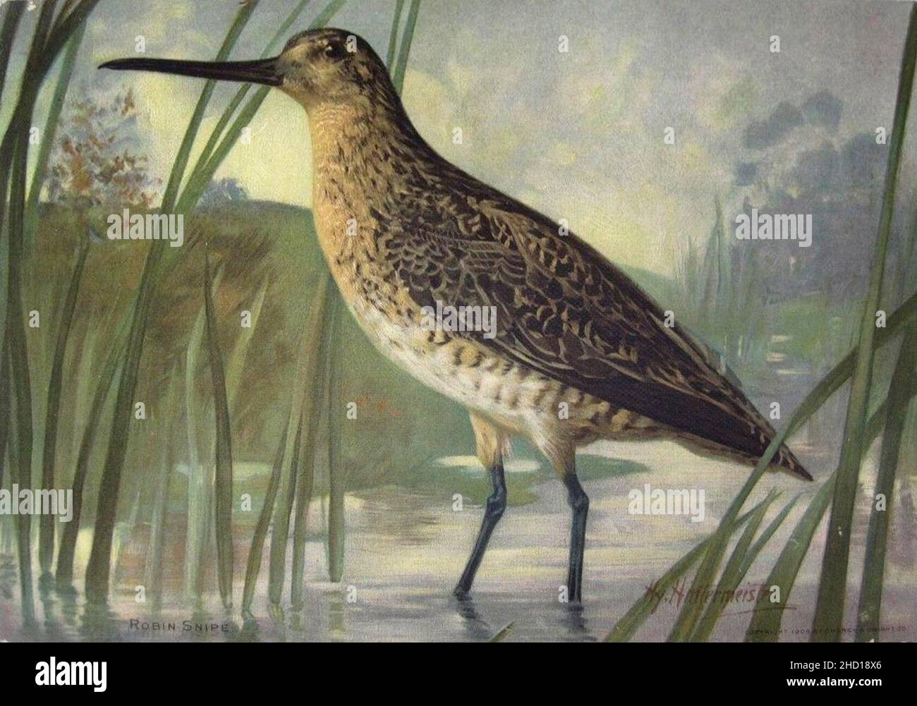 Robin snipe hi-res stock photography and images - Alamy