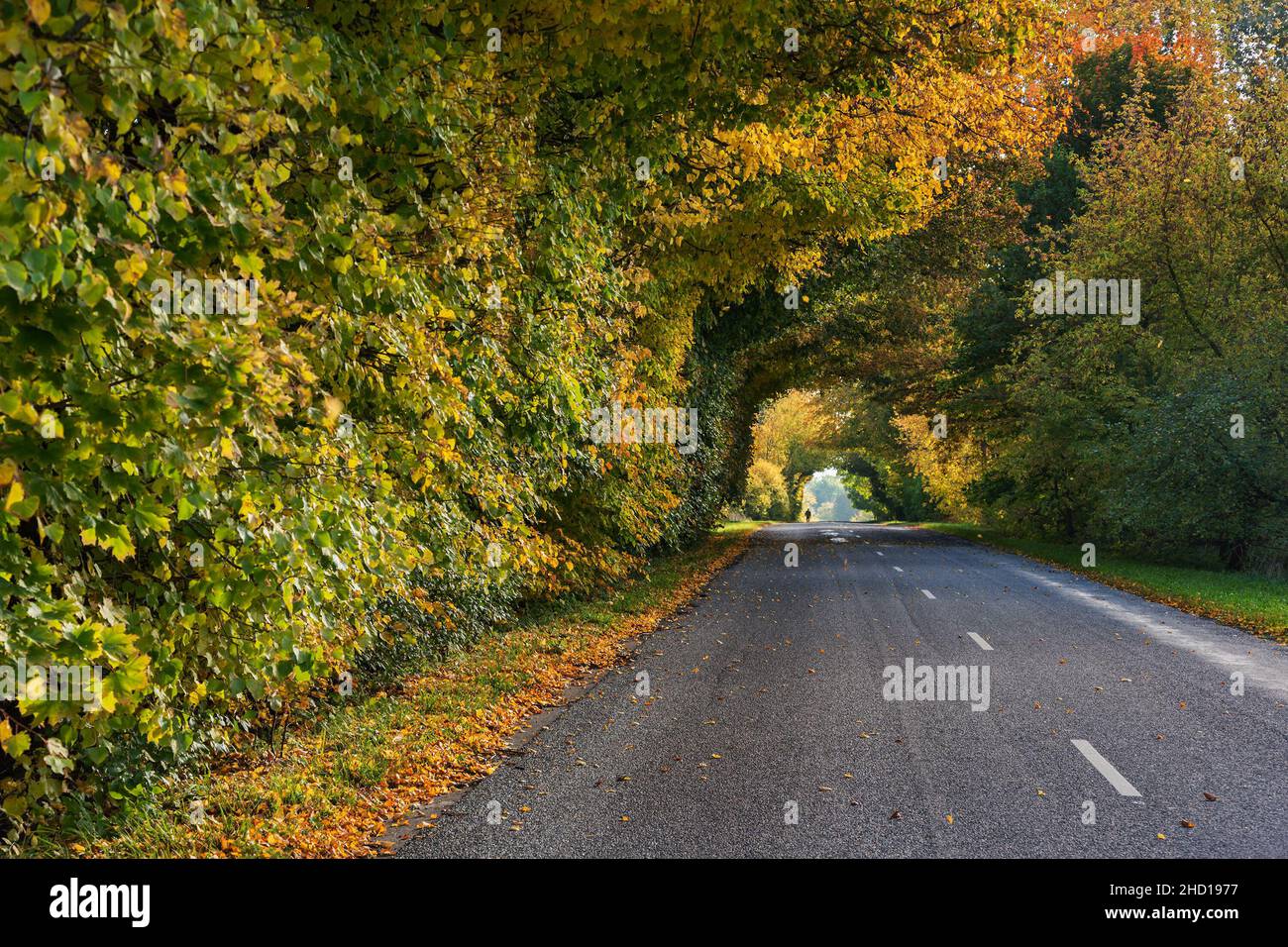 Tree arch over grass path hi-res stock photography and images - Alamy