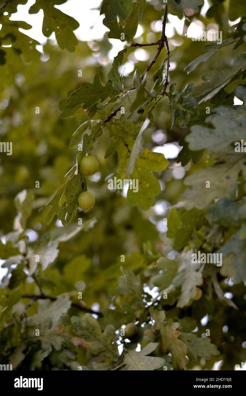 Oak tree branches hi-res stock photography and images - Alamy