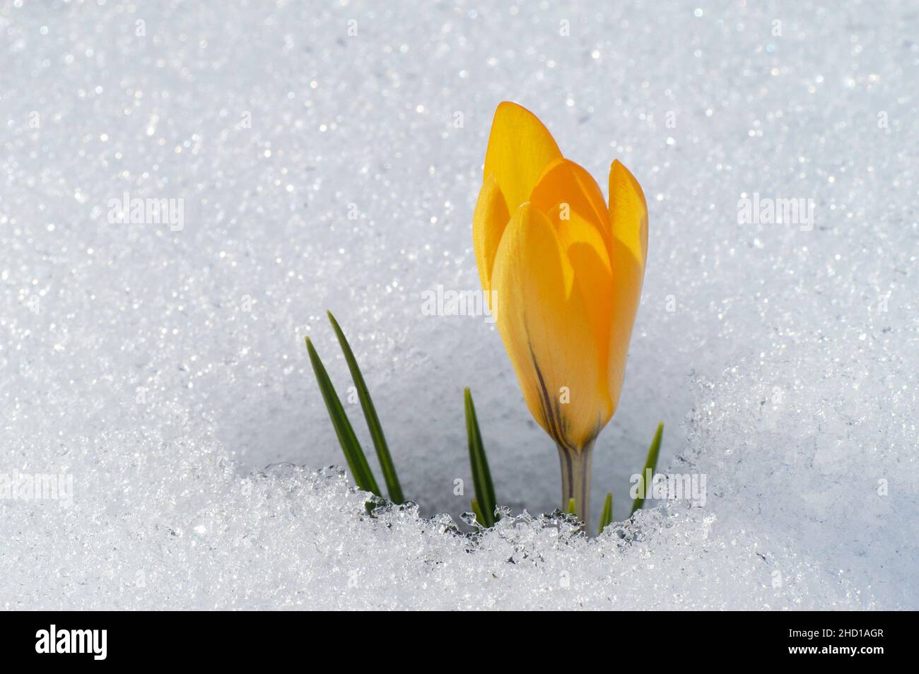 Yellow crocus bloom in snow Stock Photo - Alamy