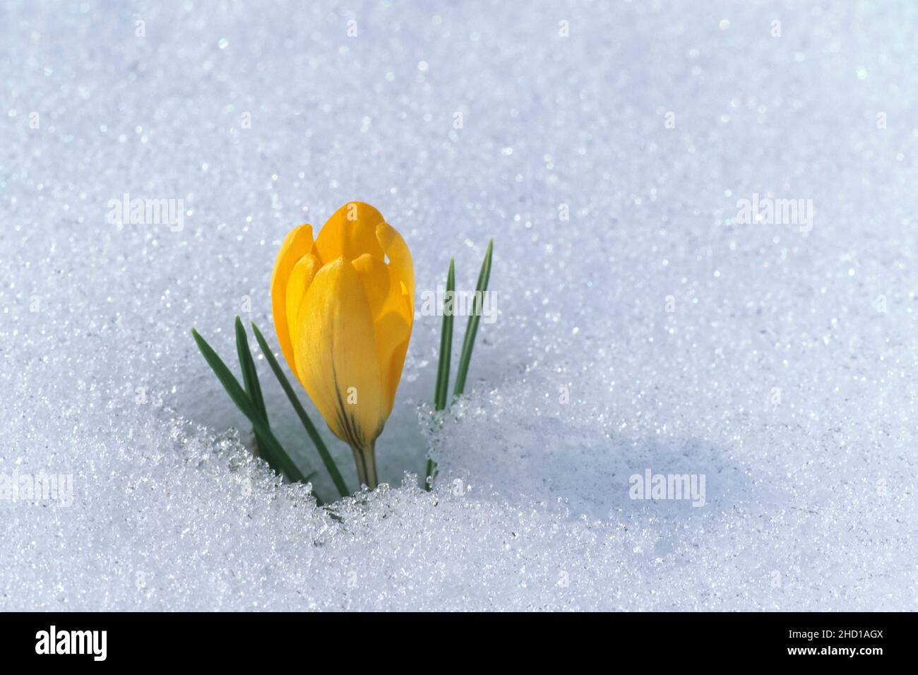 Yellow Crocus bloom in snow Stock Photo - Alamy