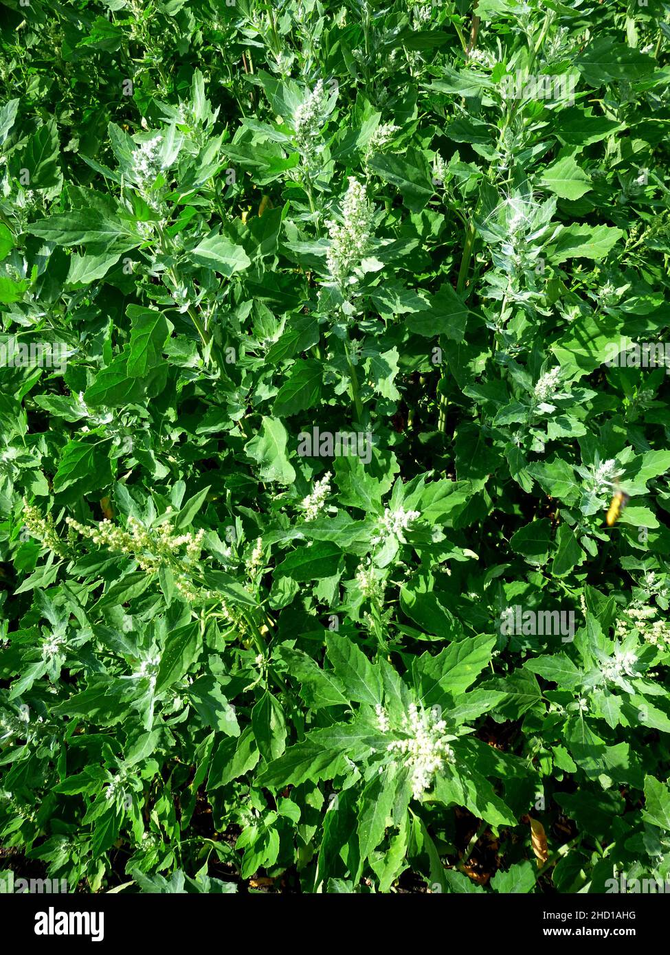 Atriplex fera bush, Orach Atriplex hortensis with leaves, flowers ...