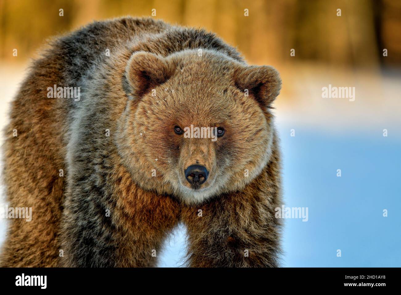Bear habitat hi-res stock photography and images - Alamy