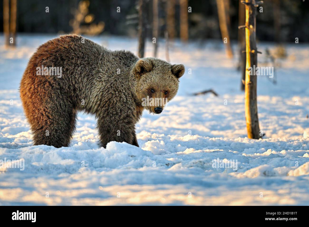 Bear trying to find something to eat at dawn Stock Photo - Alamy