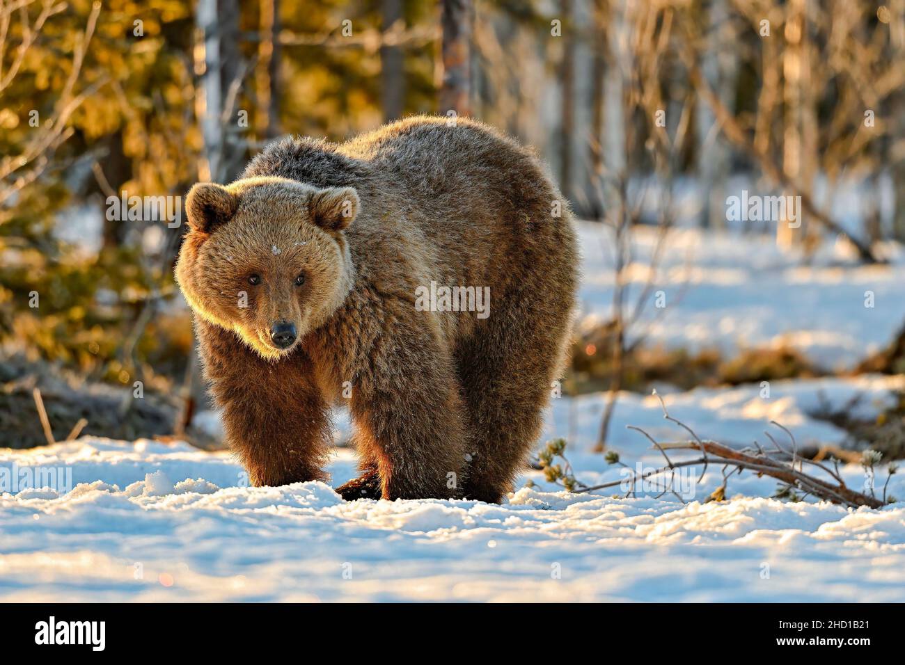 Bear have woke up after winter hibernation while enjoying the morning ...