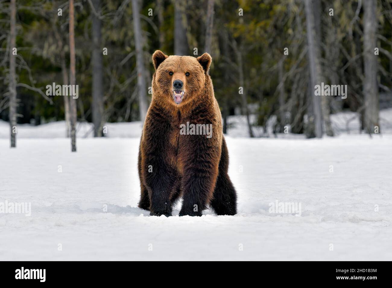 Brown bear standing up hi-res stock photography and images - Alamy