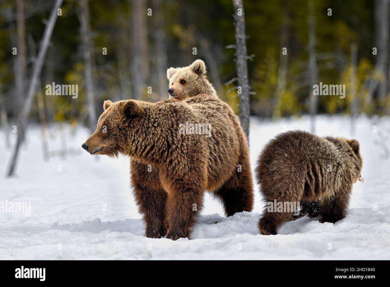 Staying safe behind the mom Stock Photo - Alamy
