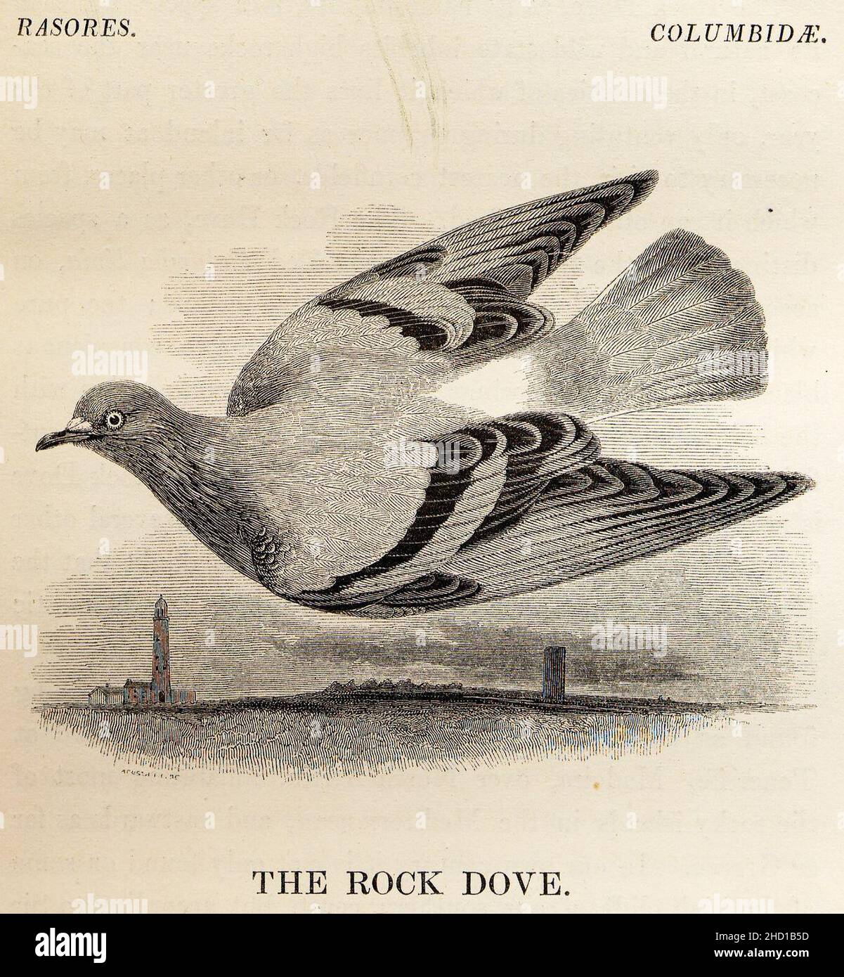 Rock Dove from Yarrell History of British Birds 1843 Stock Photo - Alamy
