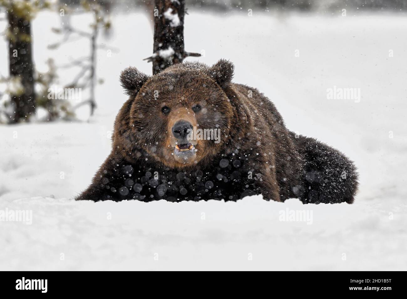 Big Brown bear in the snow blizzard Stock Photo - Alamy
