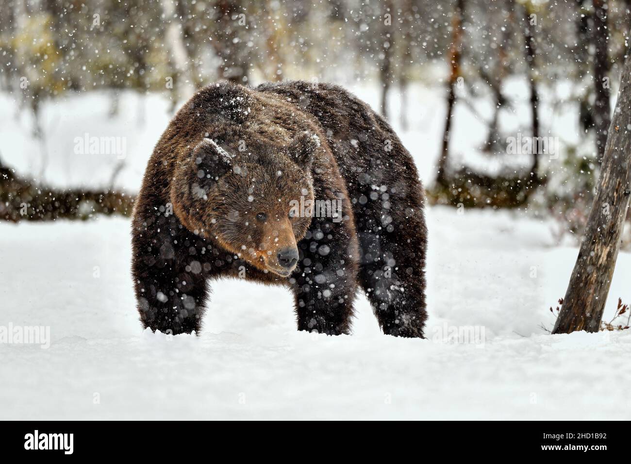 Bear in the snow hi-res stock photography and images - Alamy