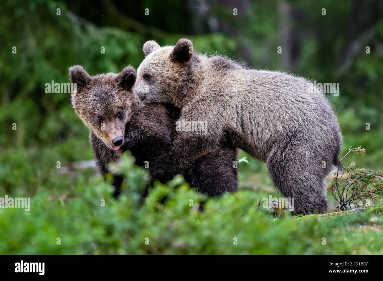 "Young and restless Stock Photo - Alamy