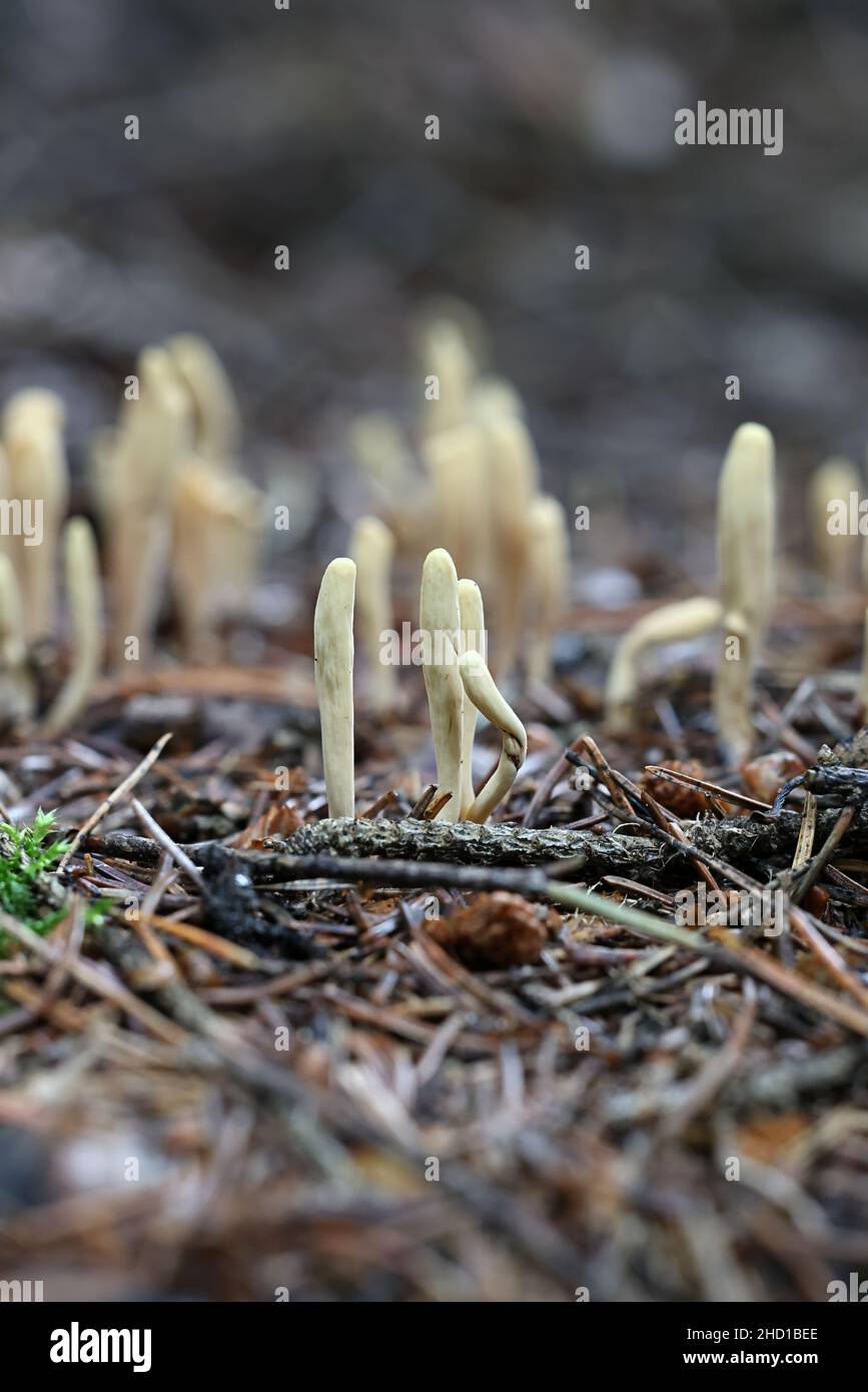 Nuijasieni hi-res stock photography and images - Alamy