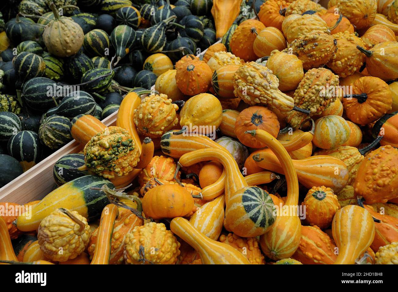 pumpkins in a german garden Stock Photo - Alamy