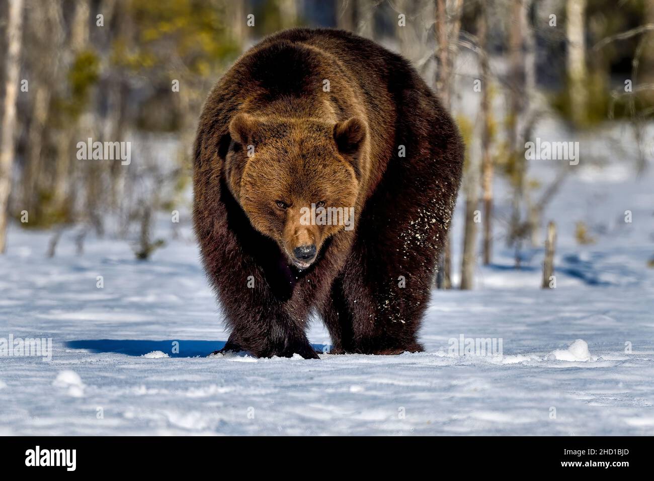 Serious cold hi-res stock photography and images - Alamy