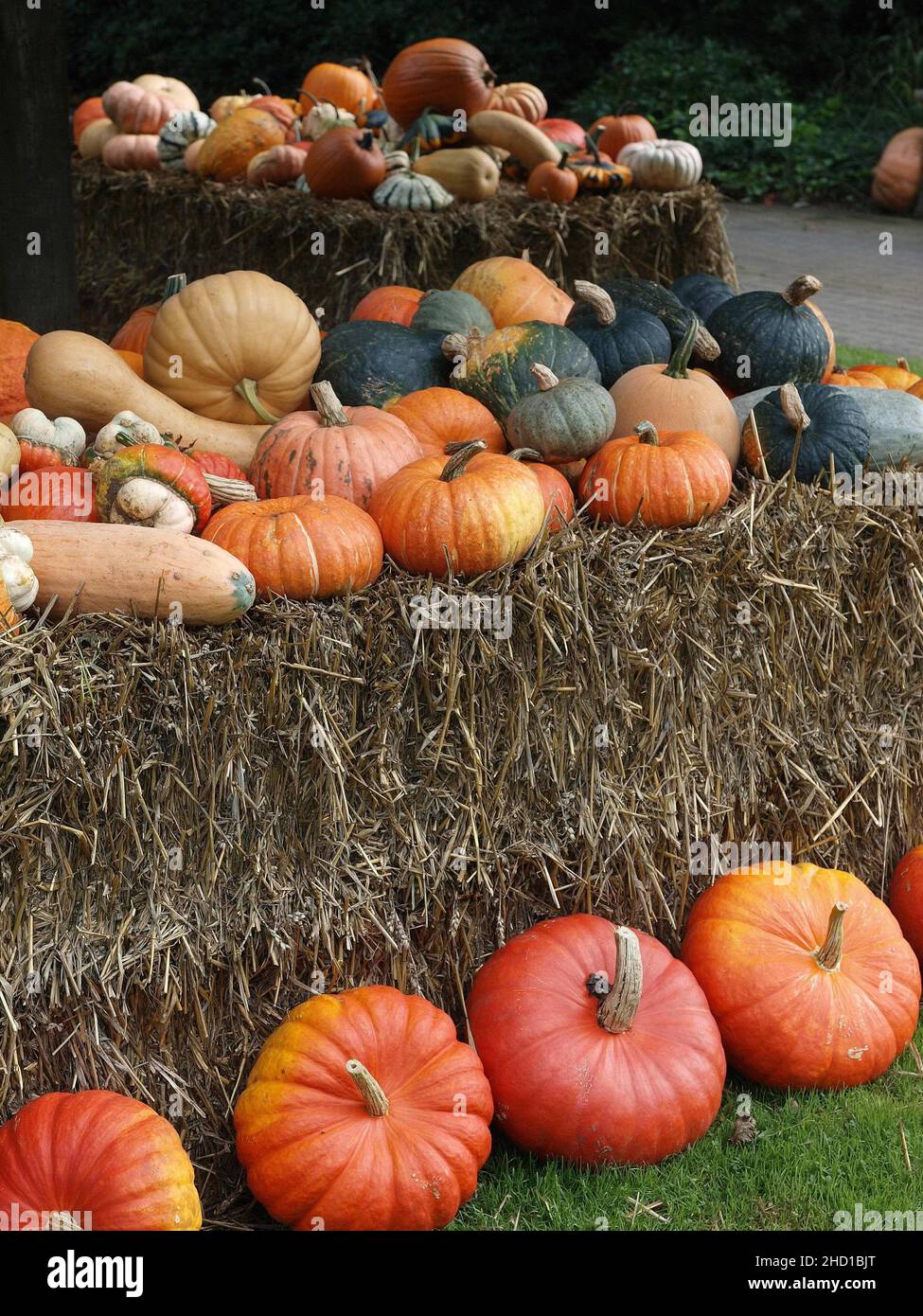 pumpkins in a german garden Stock Photo - Alamy