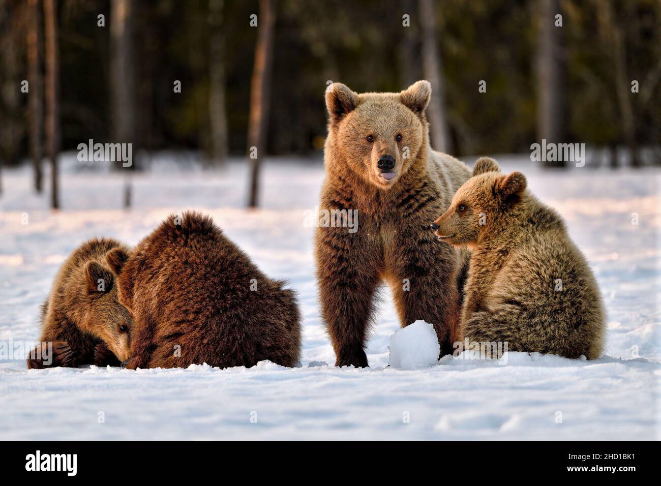 Family meeting hi-res stock photography and images - Alamy