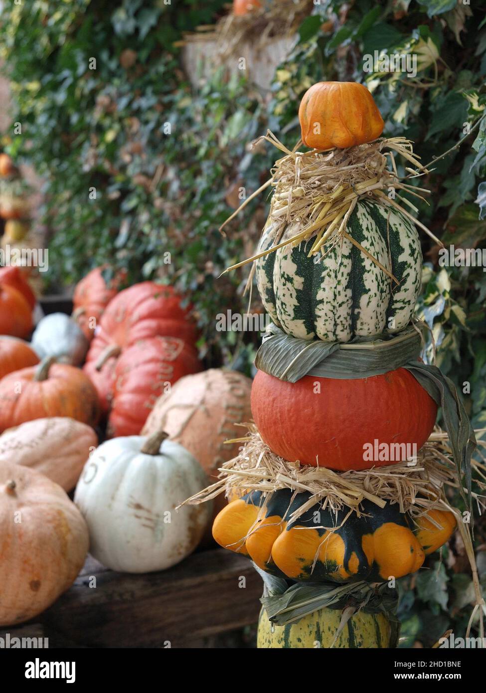 pumpkins in a german garden Stock Photo - Alamy