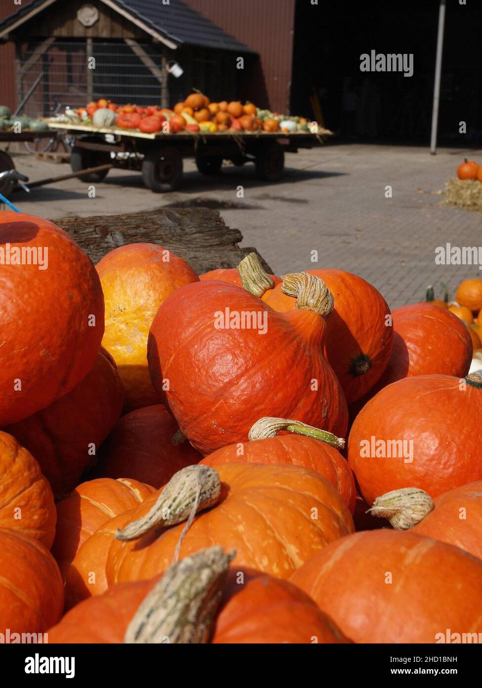 pumpkins in a german garden Stock Photo - Alamy