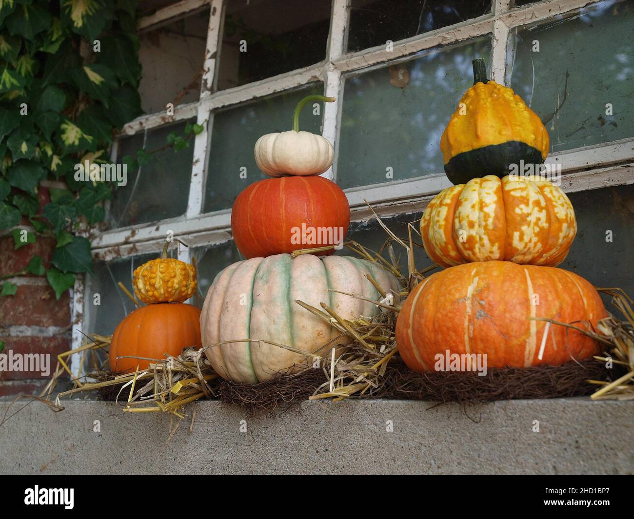 pumpkins in a german garden Stock Photo - Alamy