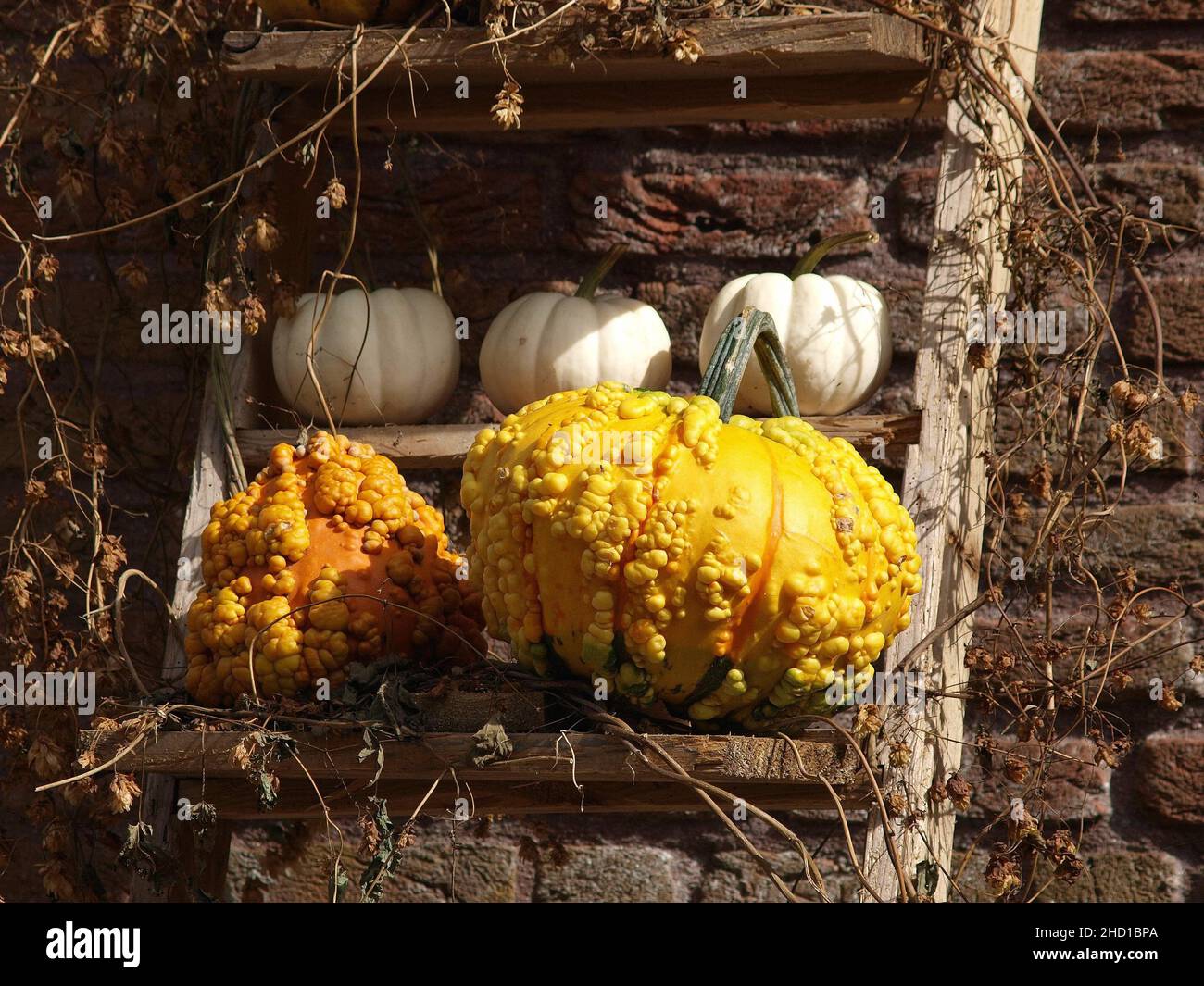 pumpkins in a german garden Stock Photo - Alamy