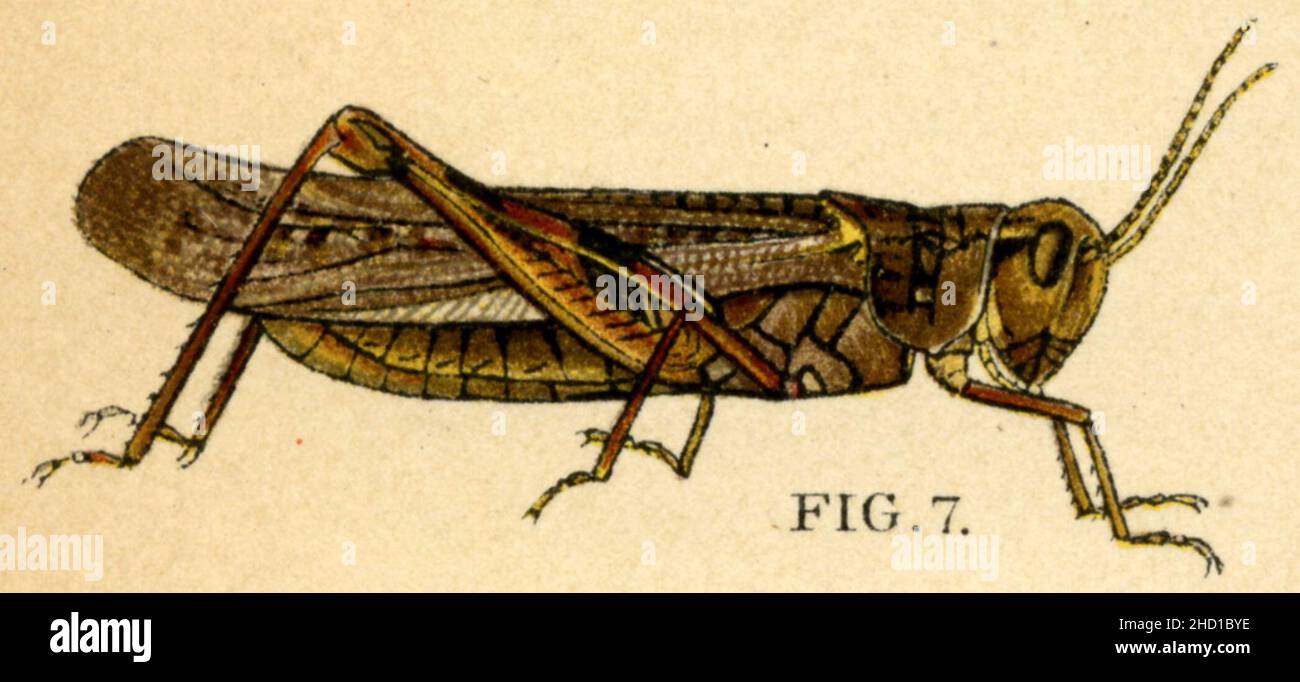 Rocky Mountain locust Stock Photo - Alamy