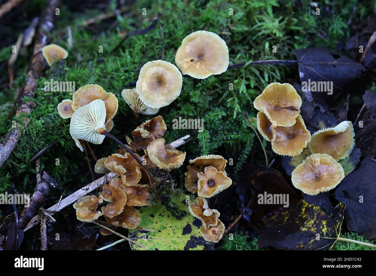 Xeromphalina cauticinalis, also known as Marasmius cauticinalis, the ...