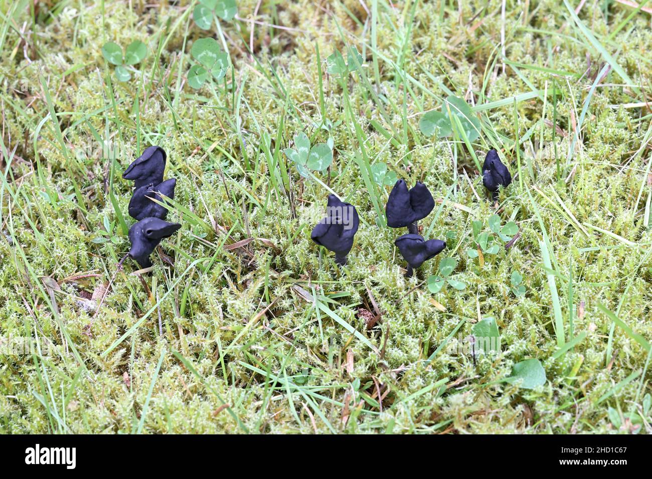 Helvella fallax, previously called Helvella atra, a saddle fungus from ...