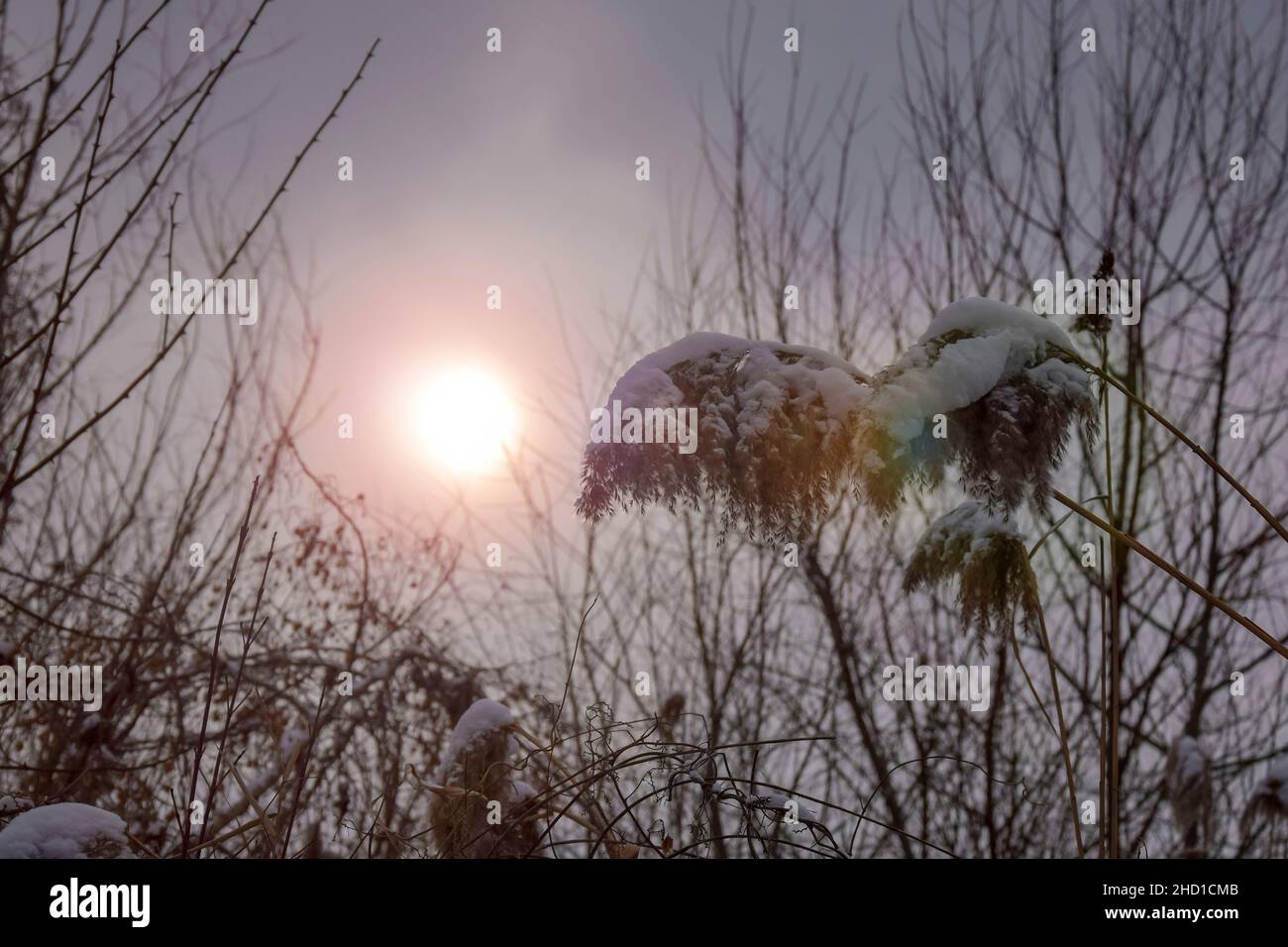 Silhouette of snow - covered dry thickets of coastal reeds against ...