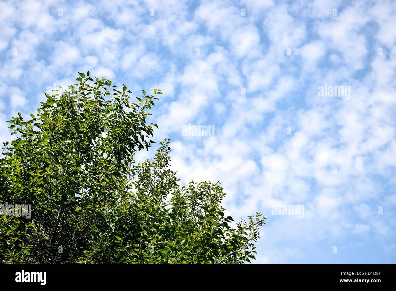 Top of tree with fresh green leaves on cloudy sky background in early ...