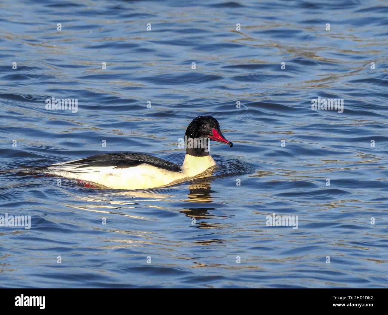 Goosander fishing hi-res stock photography and images - Alamy
