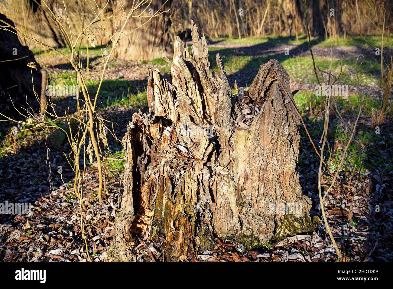 Half dry and half green tree hi-res stock photography and images - Alamy