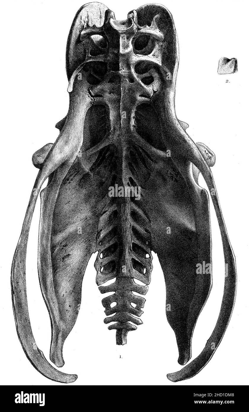 Rodrigues Solitaire male pelvis Stock Photo - Alamy